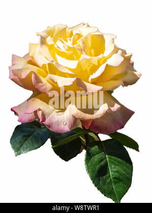 Beautiful Bicolor Red and Yellow Rose Blooming on Flowerbed in City ...