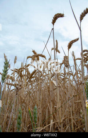 Wheat field in Oxfordshire. Low view Stock Photo - Alamy