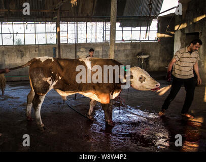 Bajram (Bayram) or Eid Al Adha. The slaughter of a cow in a ritual ...