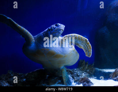 Sea turtle seen at the blue water. High Fiving Turtle swims at the ...