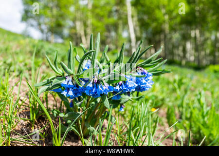 Tall chiming blue bell bluebell flowers on Snowmass Lake hike trail ...