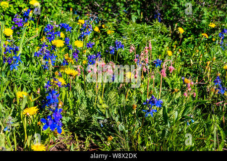 A closeup of dandelion flowers on Mount Rainier during daylight Stock ...