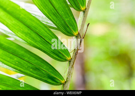 Stick Insect (walking sticks / stick bugs) from Thailand/southeast Asia ...