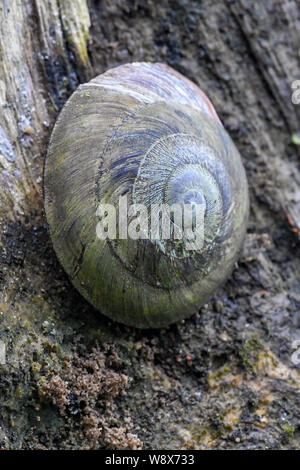 Tree snail Caracolus caracolla in El Yunque National Forest Puerto Rico ...
