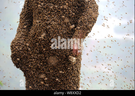 34-year-old Chinese beekeeper She Ping is covered with bees during a ...