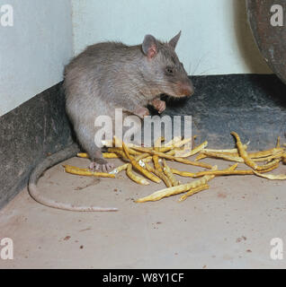 African Gambian Giant Pouched Rat (Cricetomys gambianus). Bichi Stock ...
