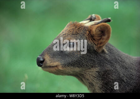 Southern Pudu, male (Pudu pudu), side Stock Photo - Alamy