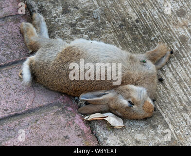dead baby wild rabbit Stock Photo - Alamy