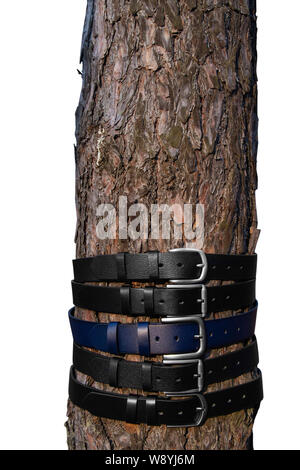 Fastened leather belt isolated on white background. Close-up Stock ...