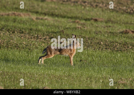 BROWN HARE Lepus capensis stretching Cheshire UK March Stock Photo - Alamy