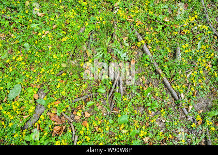 The natural detailed surface of forest soil ground with sticking out ...