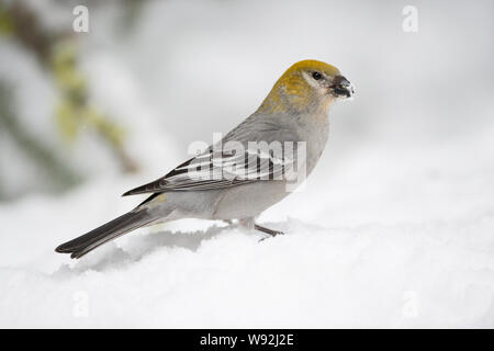 A closeup of a grosbeak bird standing on the shore of a lake Stock ...
