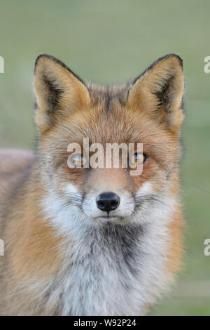 Red fox (Vulpes vulpes), Netherlands. A population of red foxes living ...