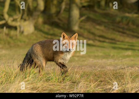 Red fox (Vulpes vulpes), Netherlands. A population of red foxes living ...