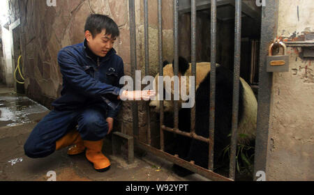 --FILE--Female giant panda Er Shun walks on her back feet at Chongqing ...