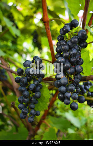 Technical black, dark blue bunch of grapes on a brown vine with large ...