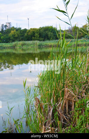 Samara river bank with bright green reeds in the water Dnipro, Ukraine ...