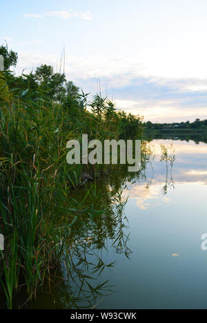 Samara river bank with bright green reeds in the water Dnipro, Ukraine ...