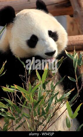 A giant panda eats bamboos at a park in Guangzhou City, south China's ...