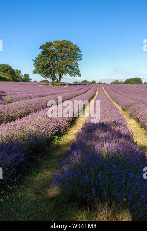 Lavender field in Banstead Surrey Stock Photo - Alamy
