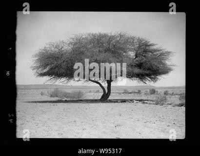 Agriculture, etc. Acacia tree in the desert near Asluj. Acacia Tortilis ...