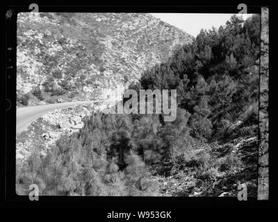 Agriculture, etc. Reforested hill side between Jerusalem and Jaffa ...