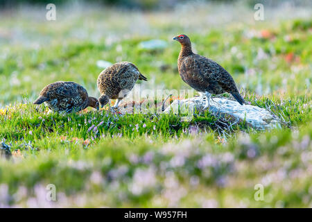Red Grouse in their natural habitat of purple heather, reeds and ...