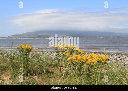 UK Roanhead. View towards Black Combe from Sandscale Haws Nature ...