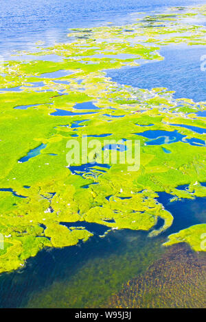 Very bad contaminated and polluted lake water Stock Photo - Alamy