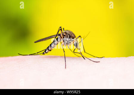Yellow Fever, Malaria or Zika Virus Infected Mosquito Insect on White ...
