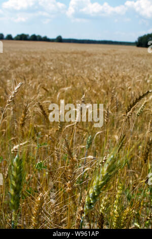 A field of ripening rye against a cloudy sky, on a spring day in ...