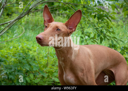 Cute pharaoh hound close up. Kelb tal-Fenek or rabbit dog. Pet animals ...