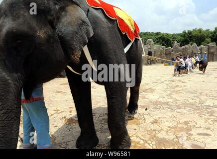 Tug of war with elephant and tourists at the Elephant Festival, Surin ...