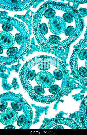 Oxford Ragwort (Senecio squalidus) flower Stock Photo - Alamy