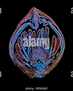 Buttercup flower (Ranunculus sp Stock Photo - Alamy