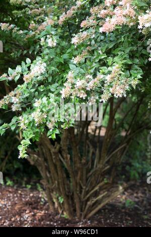 Abelia chinensis also known as Chinese Abelia Stock Photo - Alamy