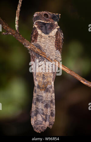 A Great-eared Nightjar (Lyncornis macrotis) perched on a tree at night ...