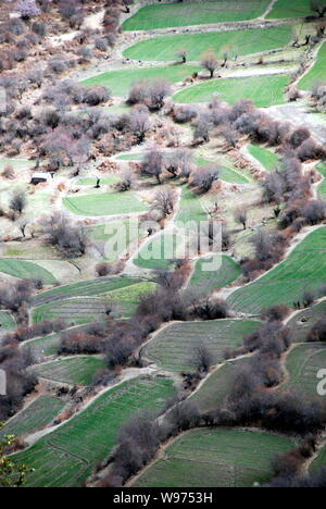 Nyingchi, China's Tibet Autonomous Region. 27th Mar, 2018. A tourist ...