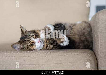 Tabby Cat sleeping curled up Stock Photo - Alamy