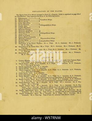 Descriptive catalogue of the lepidopterous insects Stock Photo - Alamy