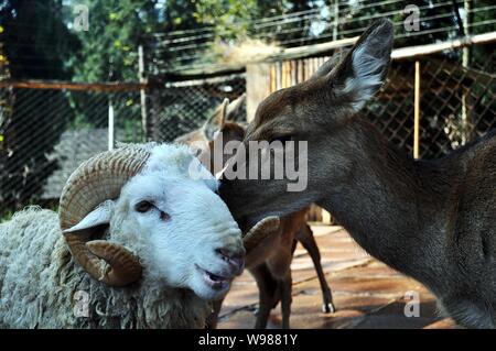 The sheep, Long Hair, contacts closely with the deer, Chunzi, at Yunnan ...
