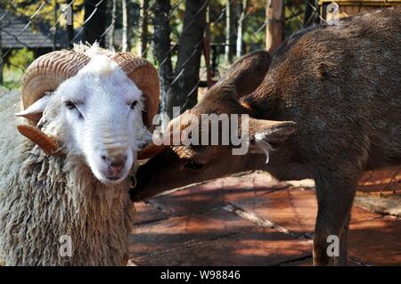 The sheep, Long Hair, contacts closely with the deer, Chunzi, at Yunnan ...