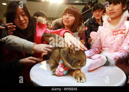 Local Chinese residents caress the German giant rabbit Herman being ...