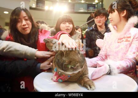 Local Chinese residents caress the German giant rabbit Herman being ...