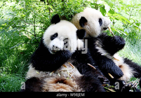 Two pandas chews bamboo shoots while cooingl down in the shade of trees ...