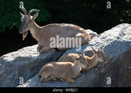 Markhor on a rock in the zoo area Stock Photo - Alamy