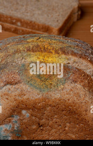 Mould on Brown Bread. Visible light and ultraviolet fluorescence Stock ...
