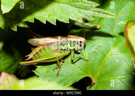 Male Roesel's Bush-cricket Stock Photo - Alamy
