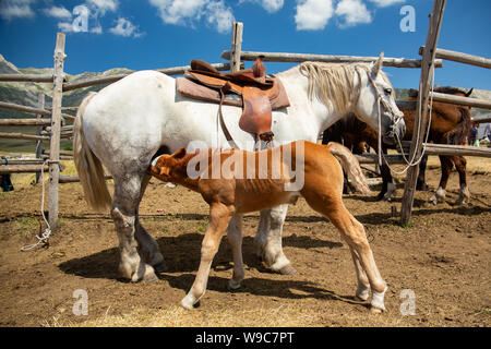 Breastfeeding foal . Mother mare and young horse Stock Photo - Alamy