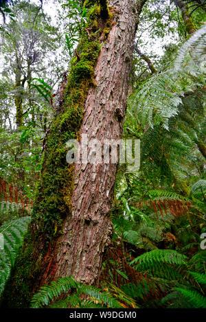 Rainforest Gallery Warburton in Victoria Australia Stock Photo - Alamy